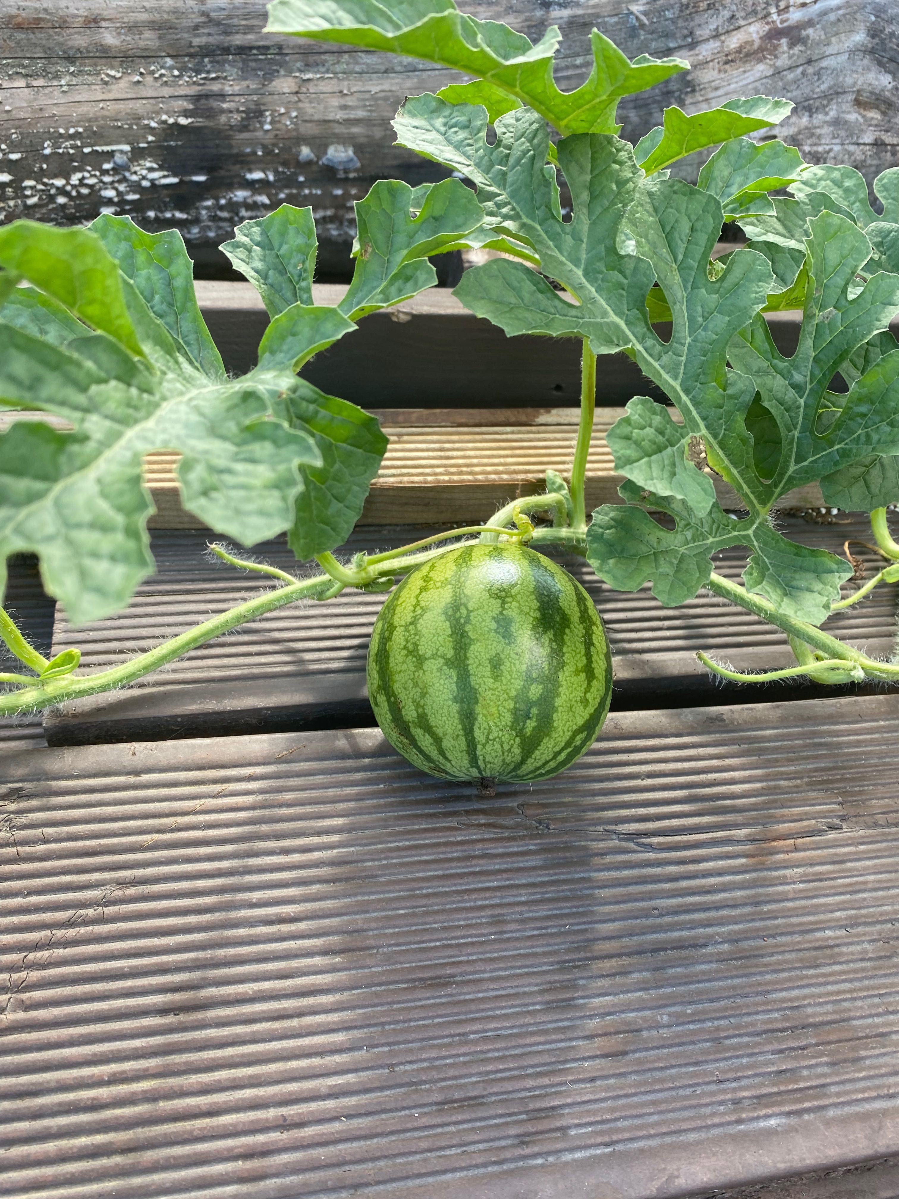 [ocr] Crnn 코드 분석 및 Ctc Loss 간단한 이해