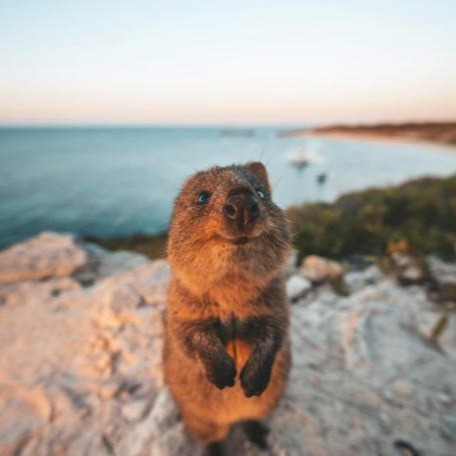 닭과 관련된 속담🐔