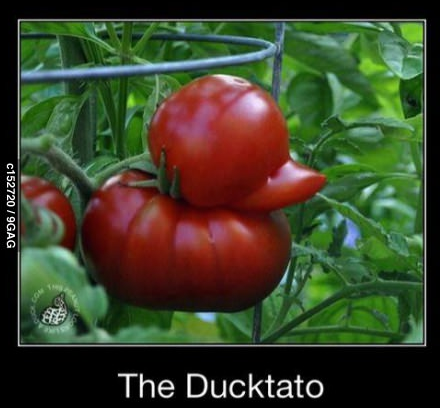 항체 구조부터 면역진단 키트까지: Sandwich ELISA 원리와 실험 설계