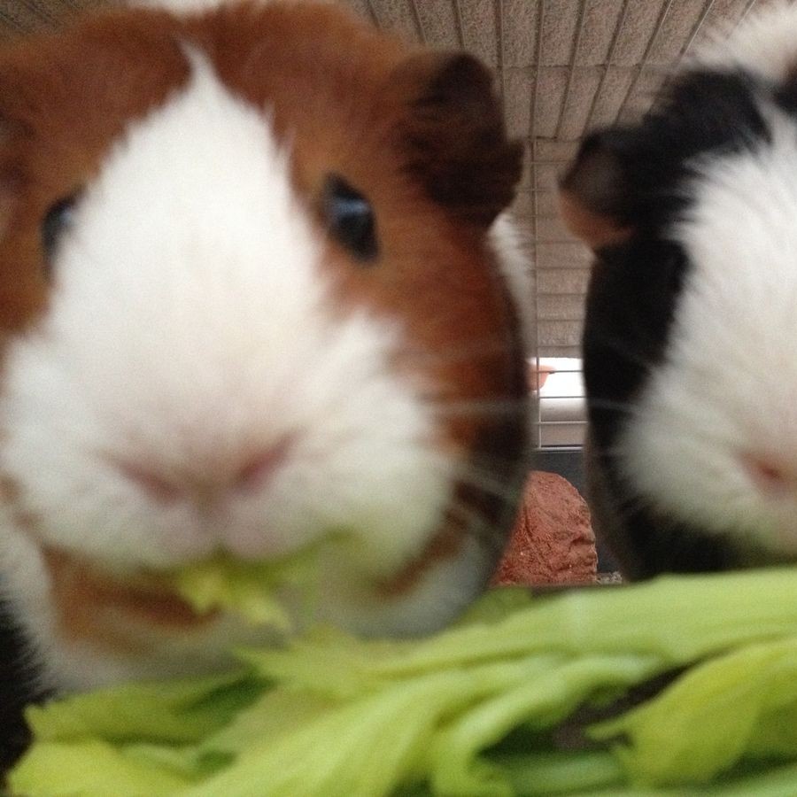 [백준/브론즈1] 14626번 ISBN (Python)