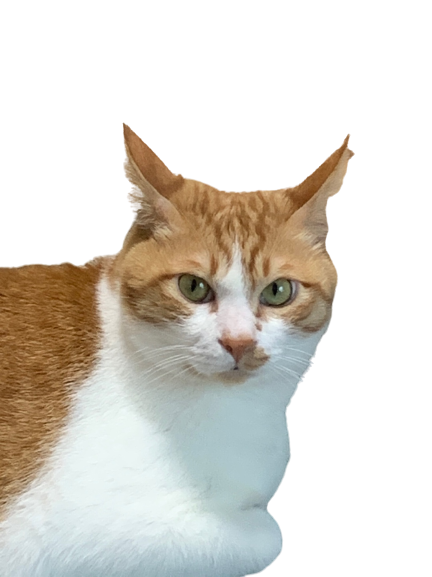 Python 인프런 파이썬 알고리즘 문제풀이 입문코딩테스트 대비