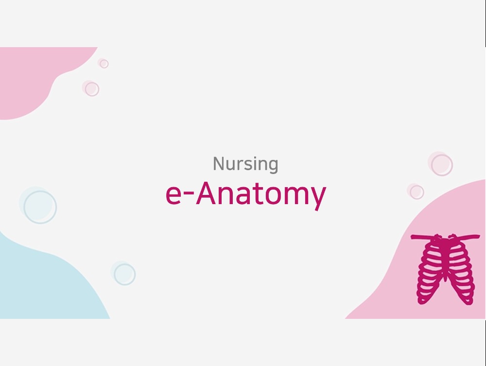 관절계통(Articular System)