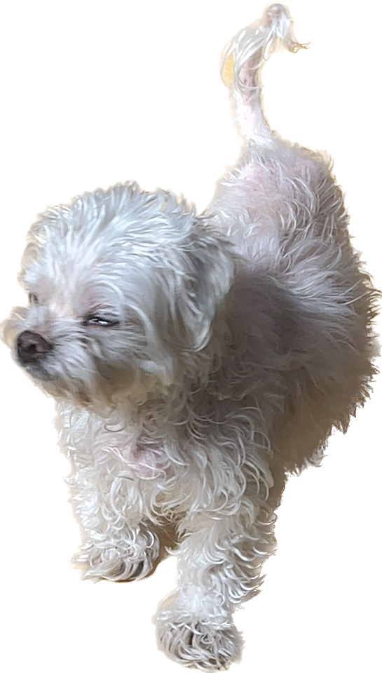 [Day 10] solvesql | Advent of SQL 2024 | 최대값을 가진 행 찾기